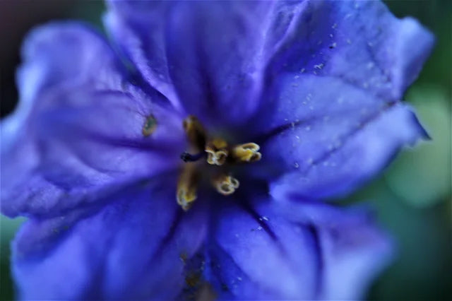 Tasmanian Bush Tomato – TAZ WILD FOODS